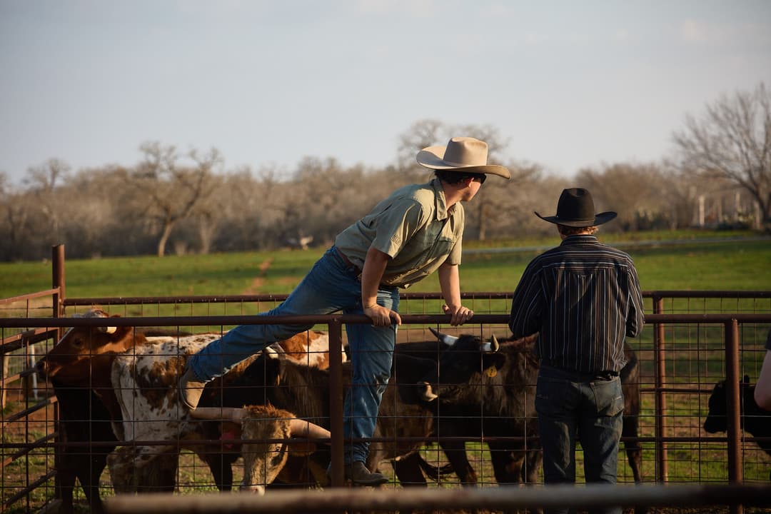 Livestock | Texas Ranches | Texas Ranches